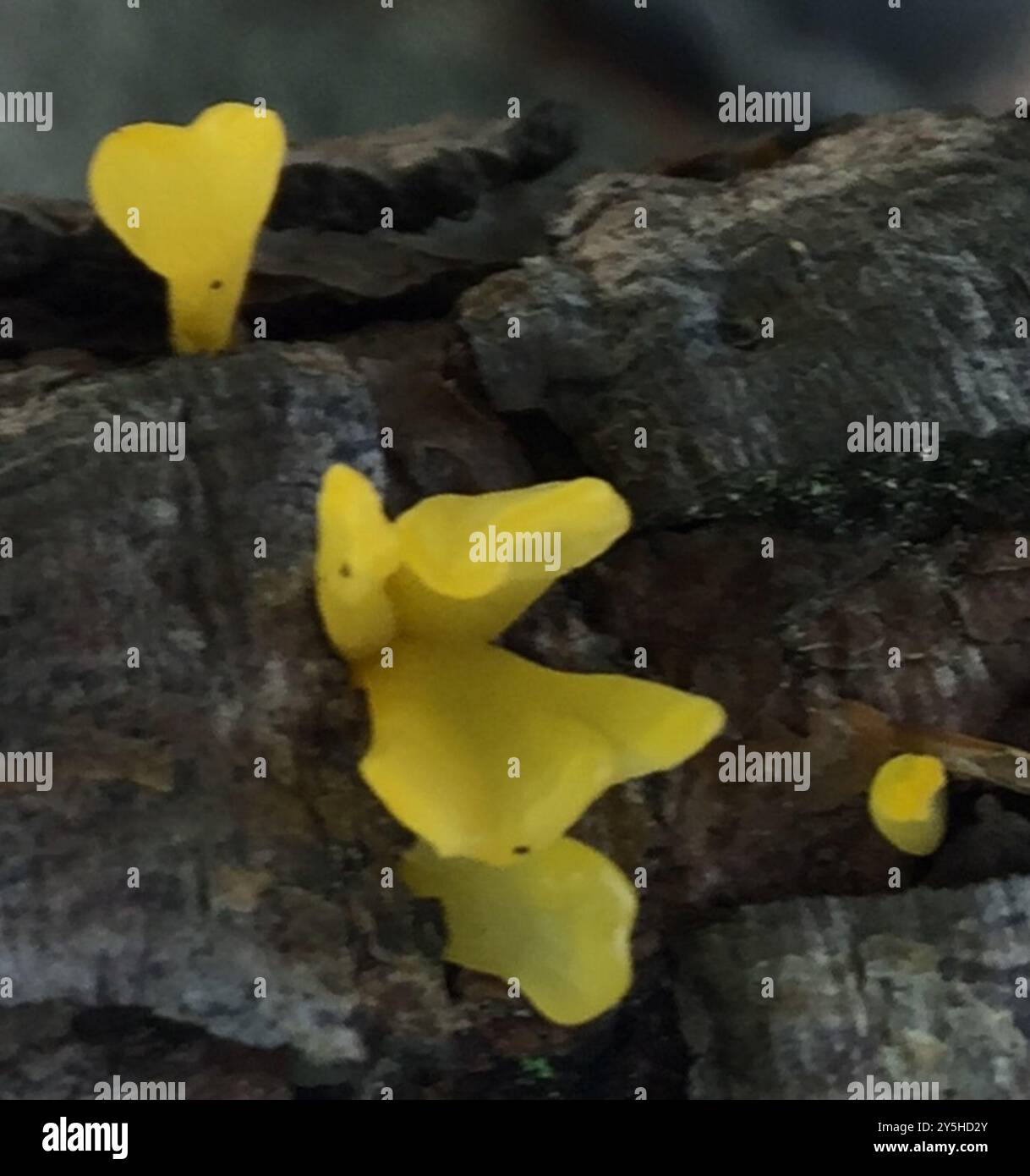 Fan shaped jelly fungi hi-res stock photography and images - Alamy