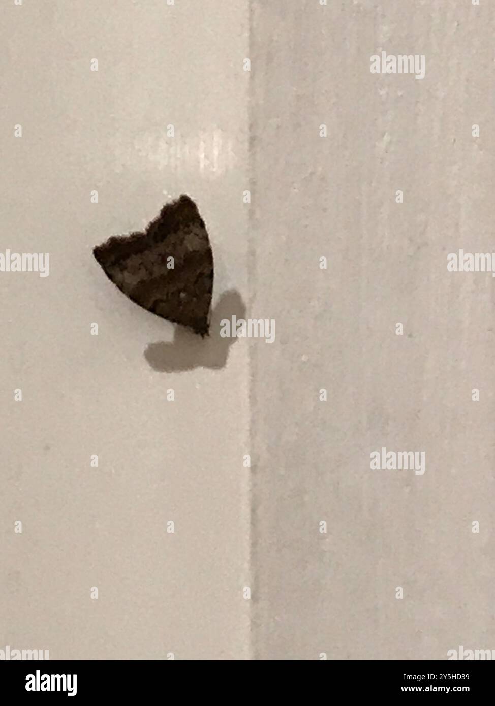 Apple Leaf Skeletonizer Moth (Choreutis pariana) Insecta Stock Photo ...