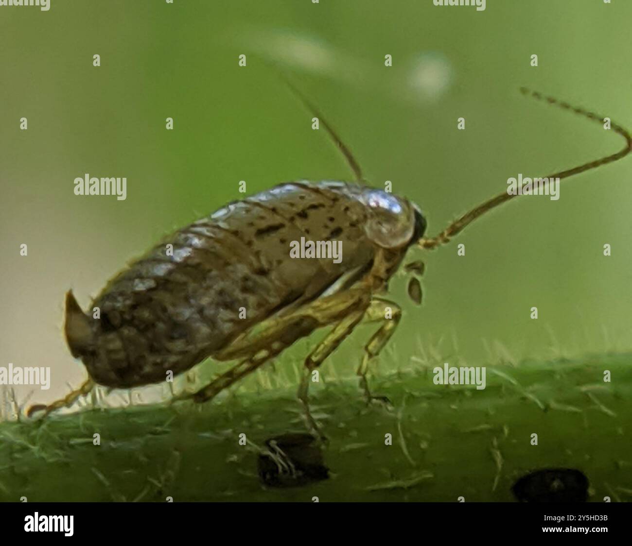 Tawny Cockroach (Ectobius pallidus) Insecta Stock Photo - Alamy