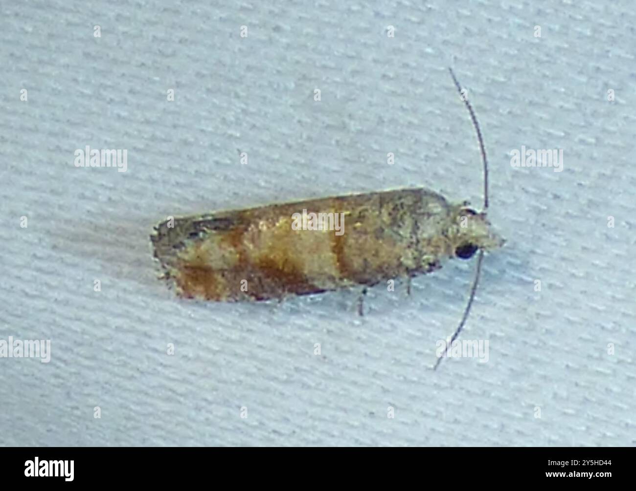 Rhyacionia hi-res stock photography and images - Alamy