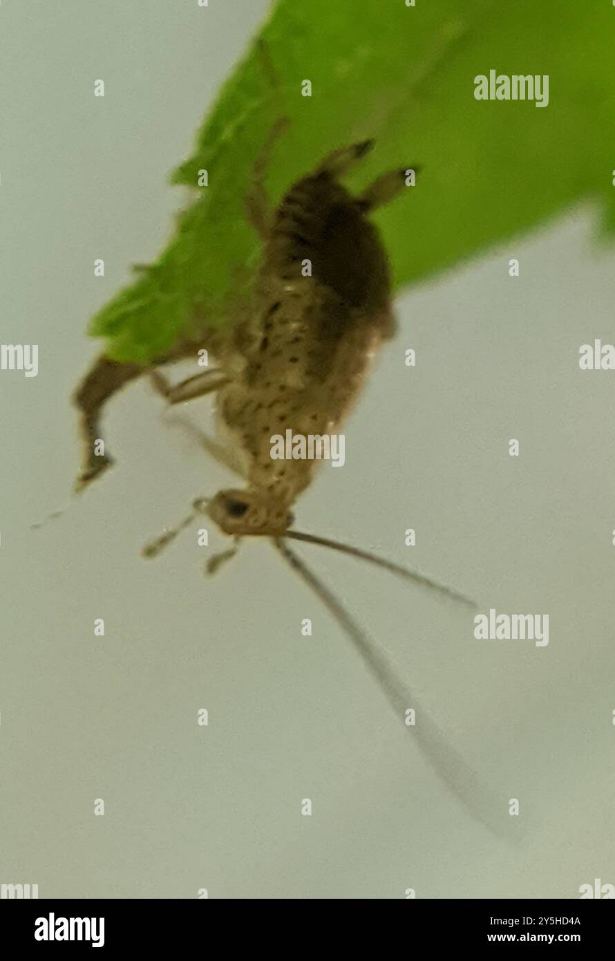 Tawny Cockroach (Ectobius pallidus) Insecta Stock Photo - Alamy