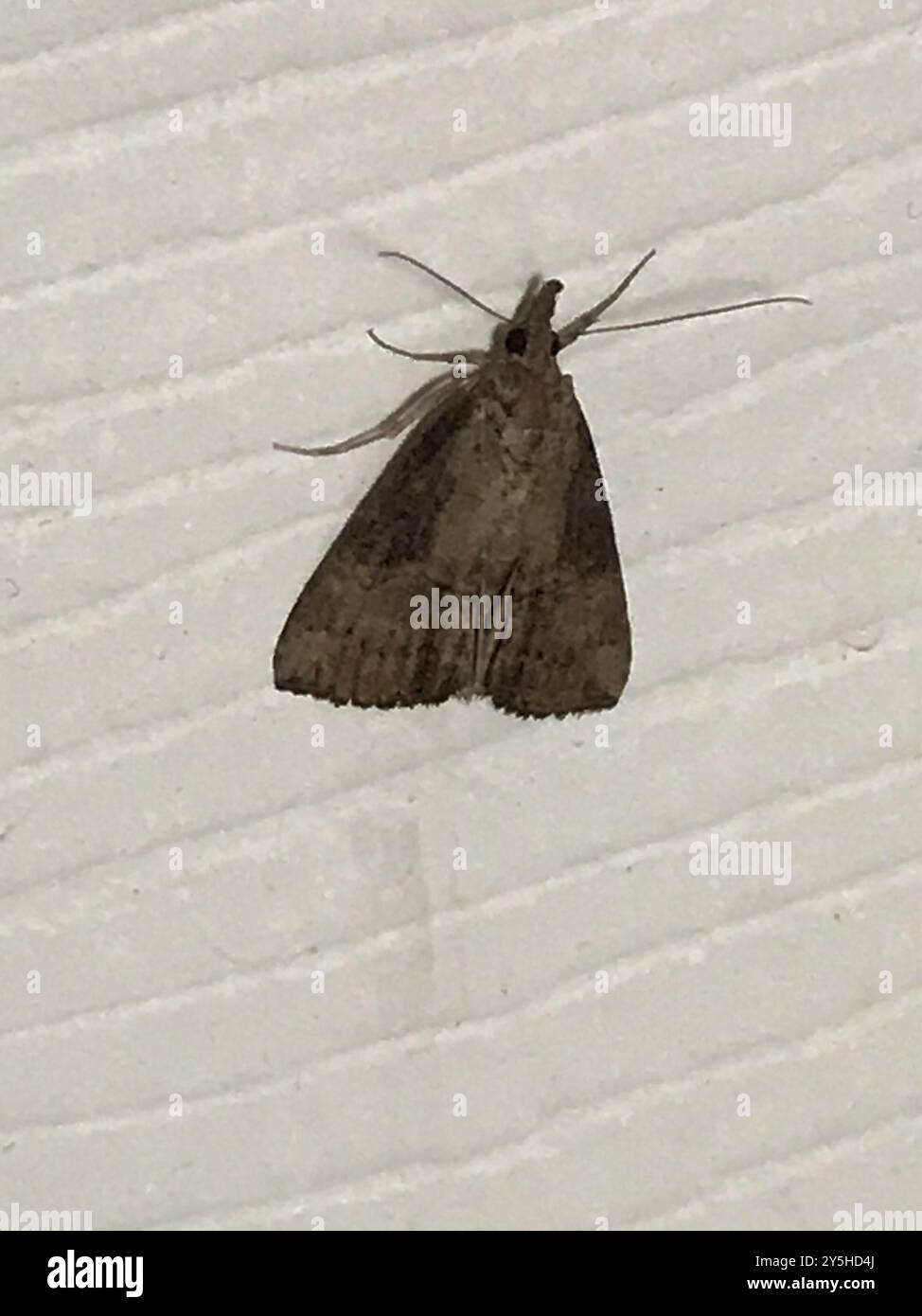 Green Cloverworm Moth (Hypena scabra) Insecta Stock Photo - Alamy