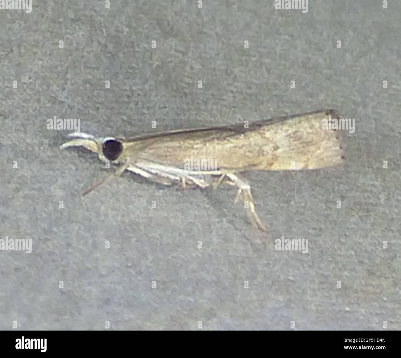 Bluegrass Webworm Moth (Parapediasia teterrellus) Insecta Stock Photo ...