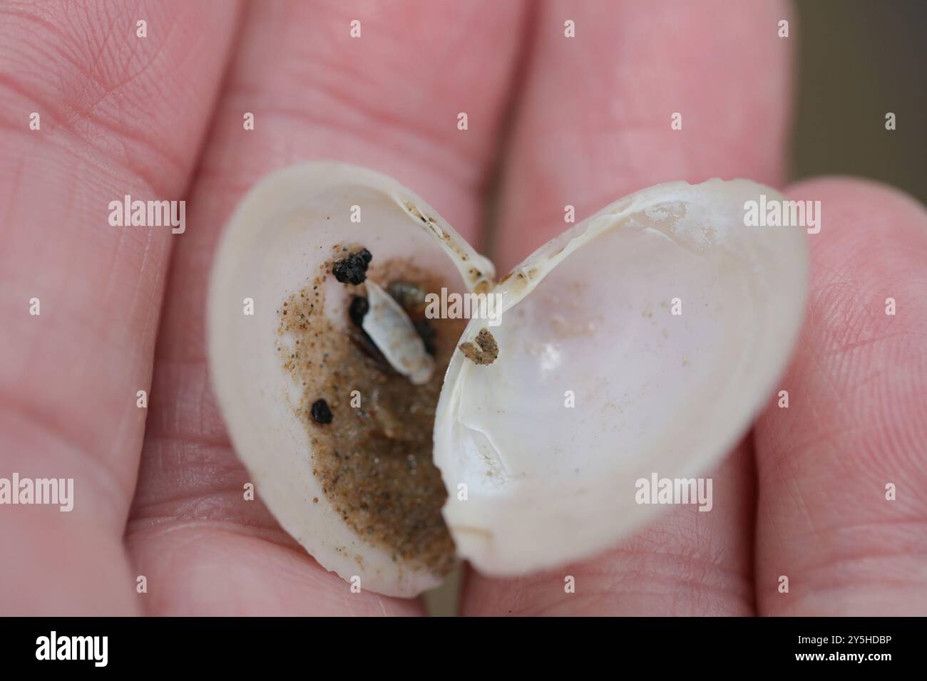 Rayed Trough Shell (Mactra stultorum) Mollusca Stock Photo - Alamy