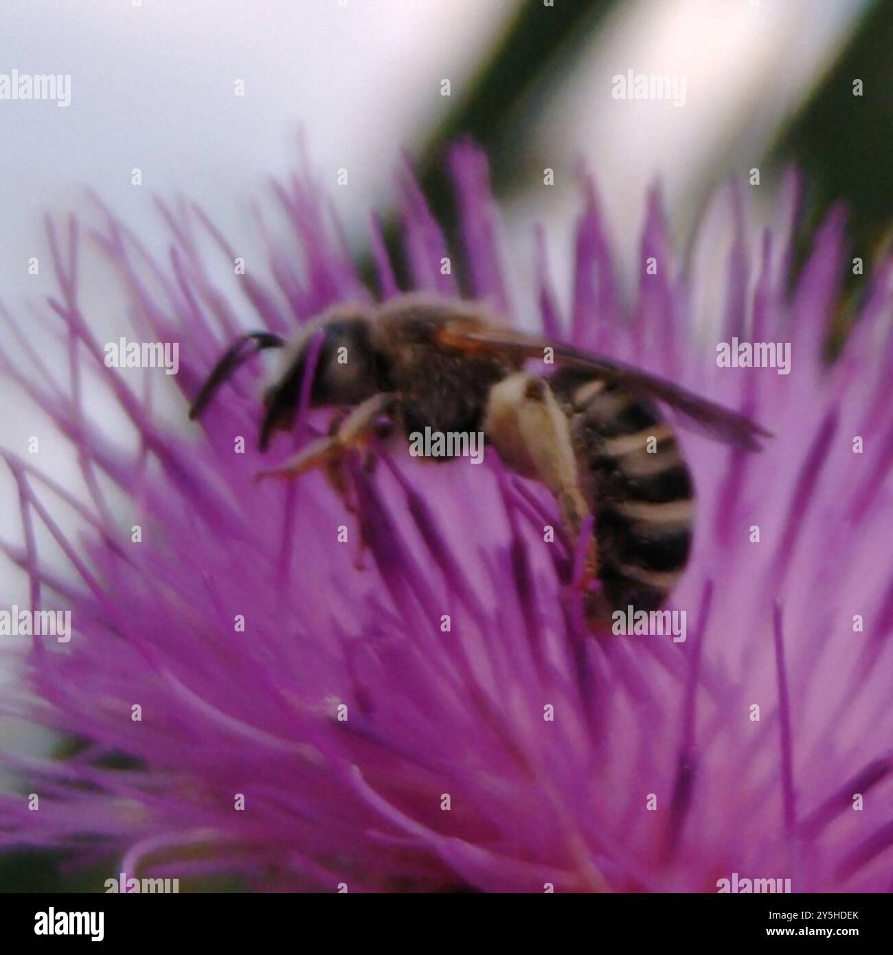 Furrow Bees (Halictus) Insecta Stock Photo - Alamy
