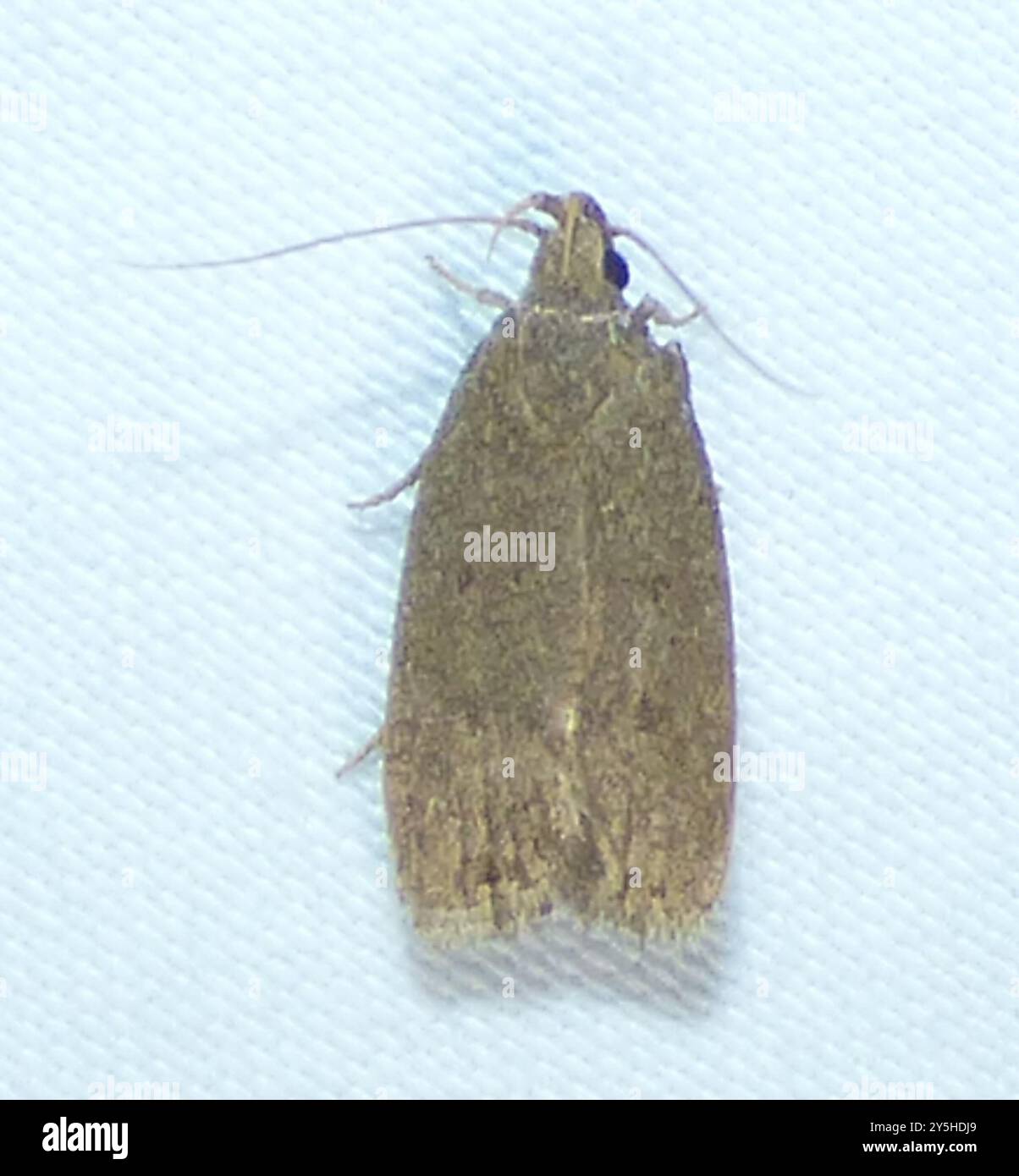 Kyoto Moth (Autosticha kyotensis) Insecta Stock Photo - Alamy