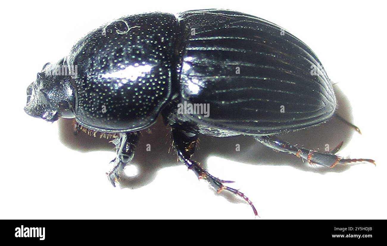 Small Dung Beetles (Aphodiinae) Insecta Stock Photo - Alamy