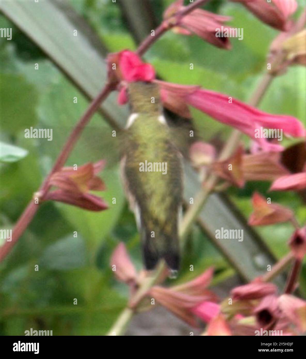 Ruby-throated Hummingbird (Archilochus colubris) Aves Stock Photo - Alamy