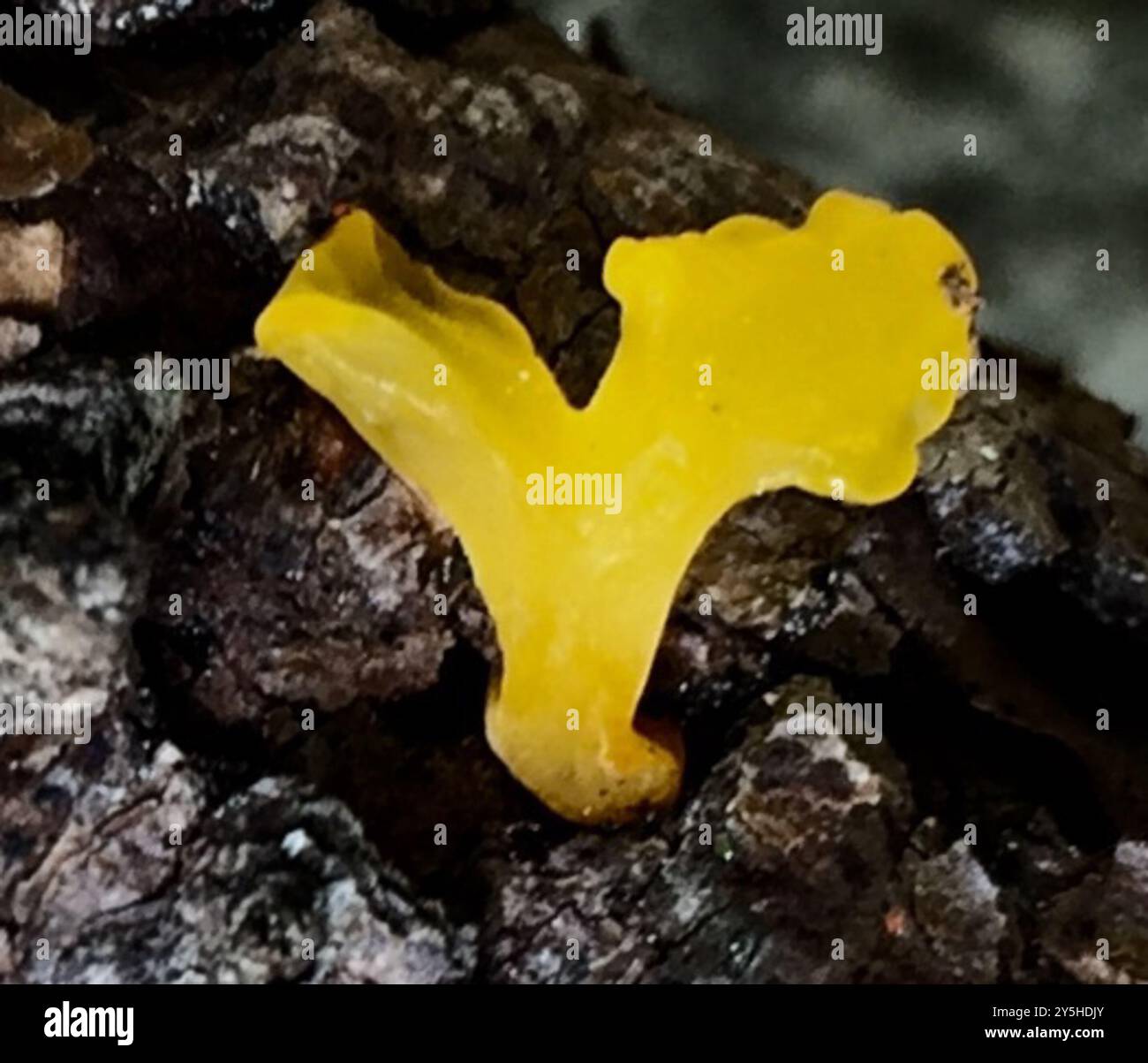 Fan shaped jelly fungi hi-res stock photography and images - Alamy
