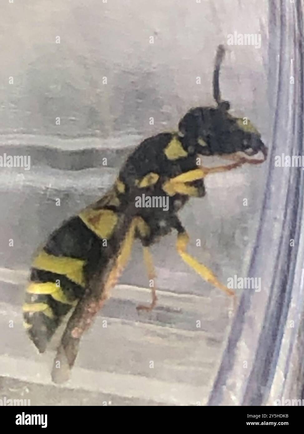 European tube wasp (Ancistrocerus gazella) Insecta Stock Photo - Alamy