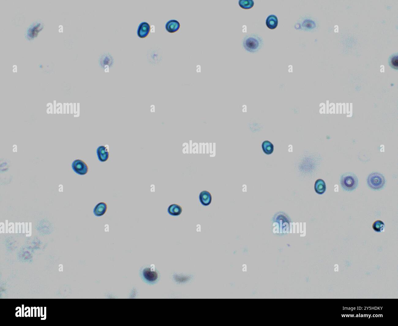 Alder Bracket (Mensularia radiata) Fungi Stock Photo - Alamy