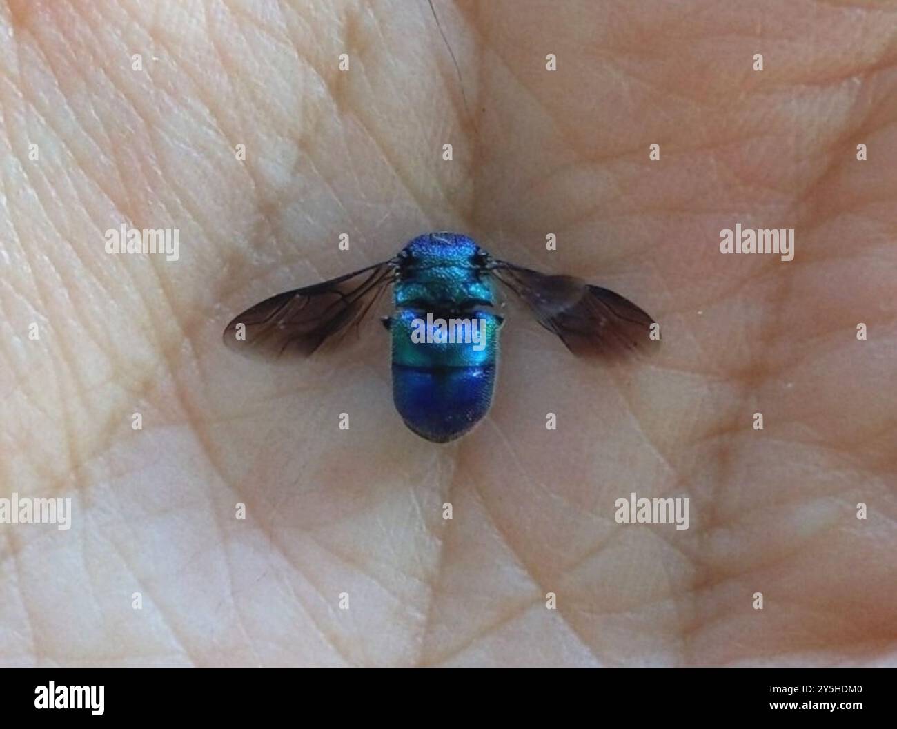 Metallic Bluish-green Cuckoo Wasp (Chrysis angolensis) Insecta Stock ...