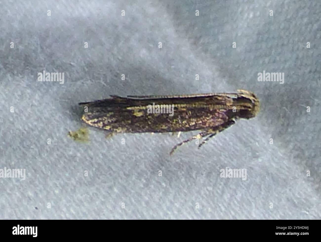 Eye-ringed Chionodes Moth (Chionodes discoocellella) Insecta Stock ...