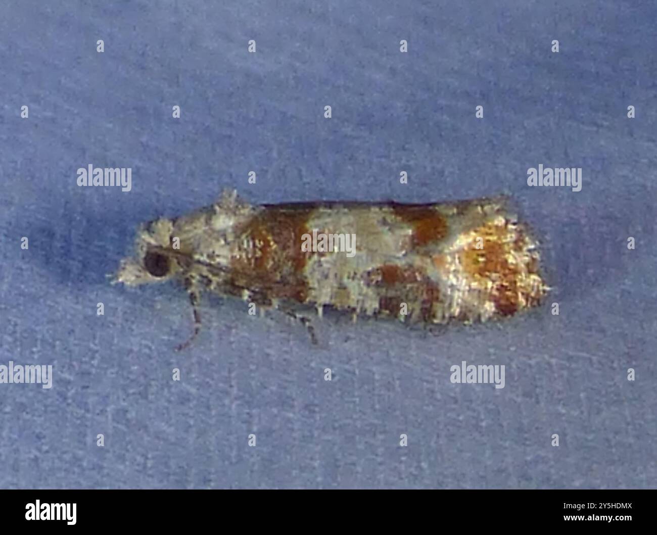 Pitch Pine Tip Moth (Rhyacionia rigidana) Insecta Stock Photo - Alamy