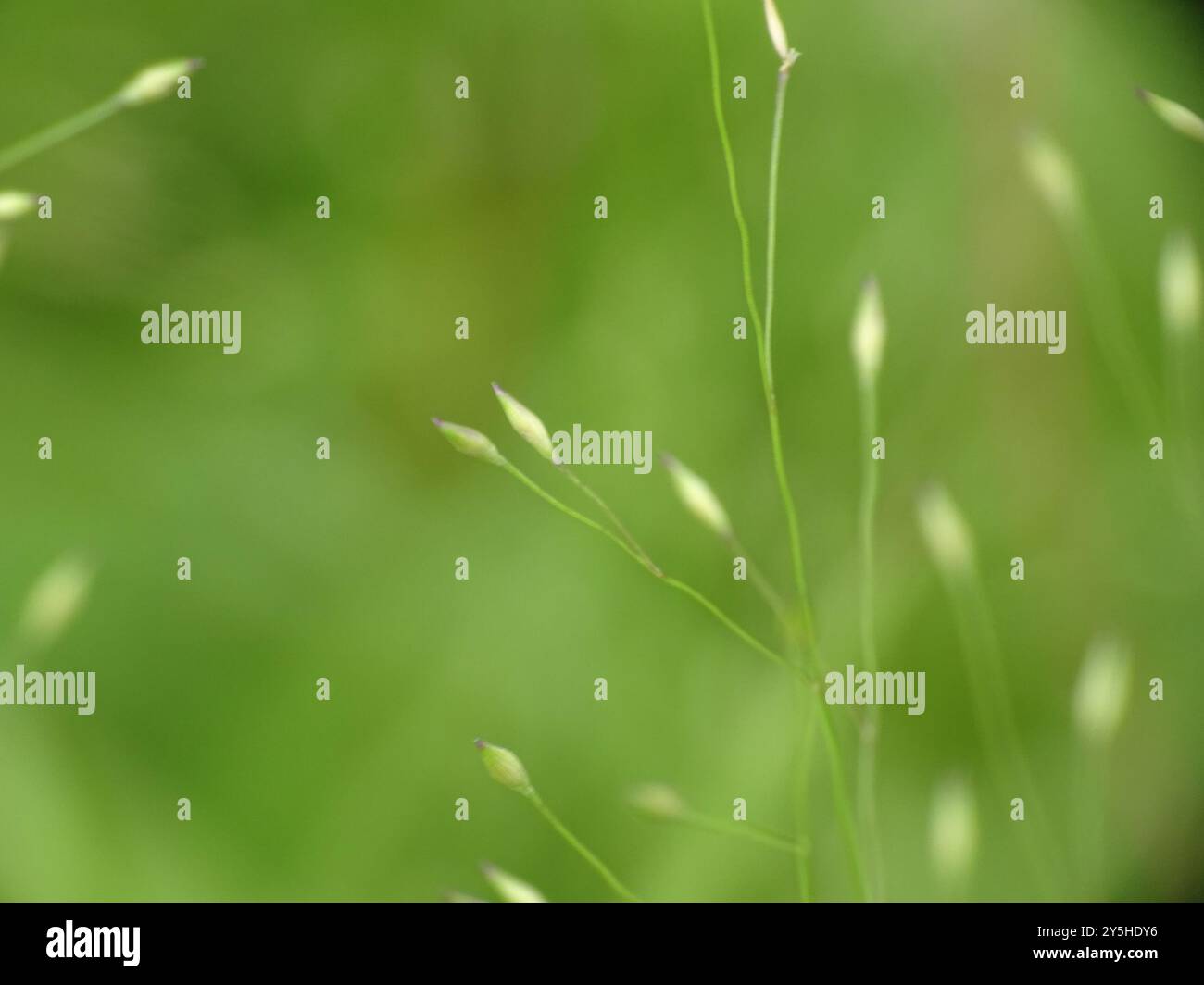 Wiry Witch Grass (Panicum flexile) Plantae Stock Photo - Alamy