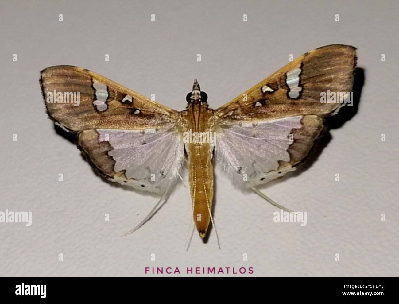Mung Bean Moth (Maruca vitrata) Insecta Stock Photo - Alamy