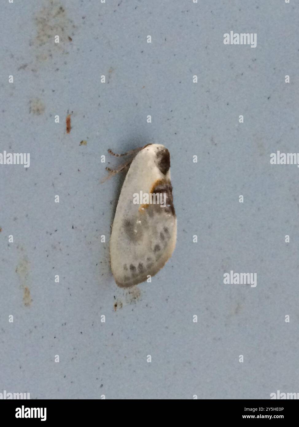 Chinese Character (Cilix glaucata) Insecta Stock Photo - Alamy