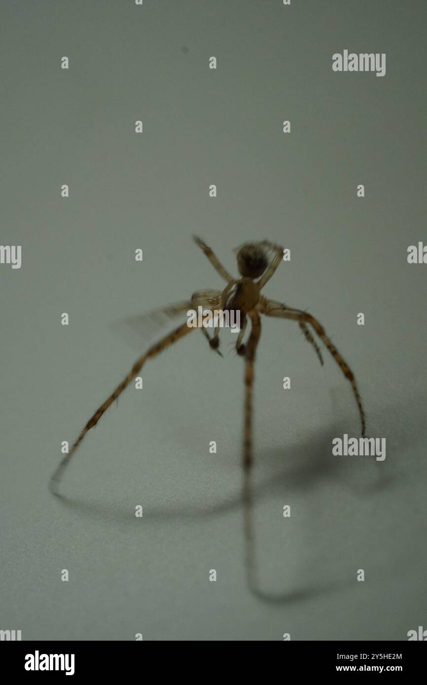 Silver-sided Sector Spider (Zygiella x-notata) Arachnida Stock Photo ...