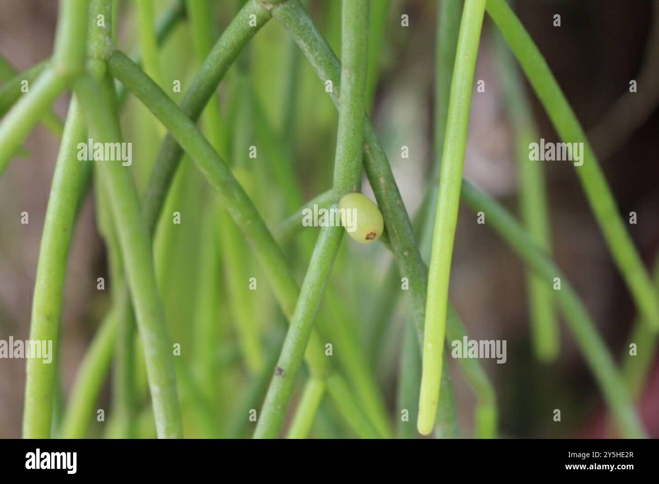 Mistletoe Cactus (Rhipsalis baccifera) Plantae Stock Photo - Alamy