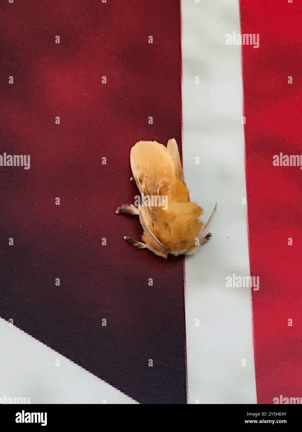 Southern Flannel Moth (Megalopyge opercularis) Insecta Stock Photo - Alamy