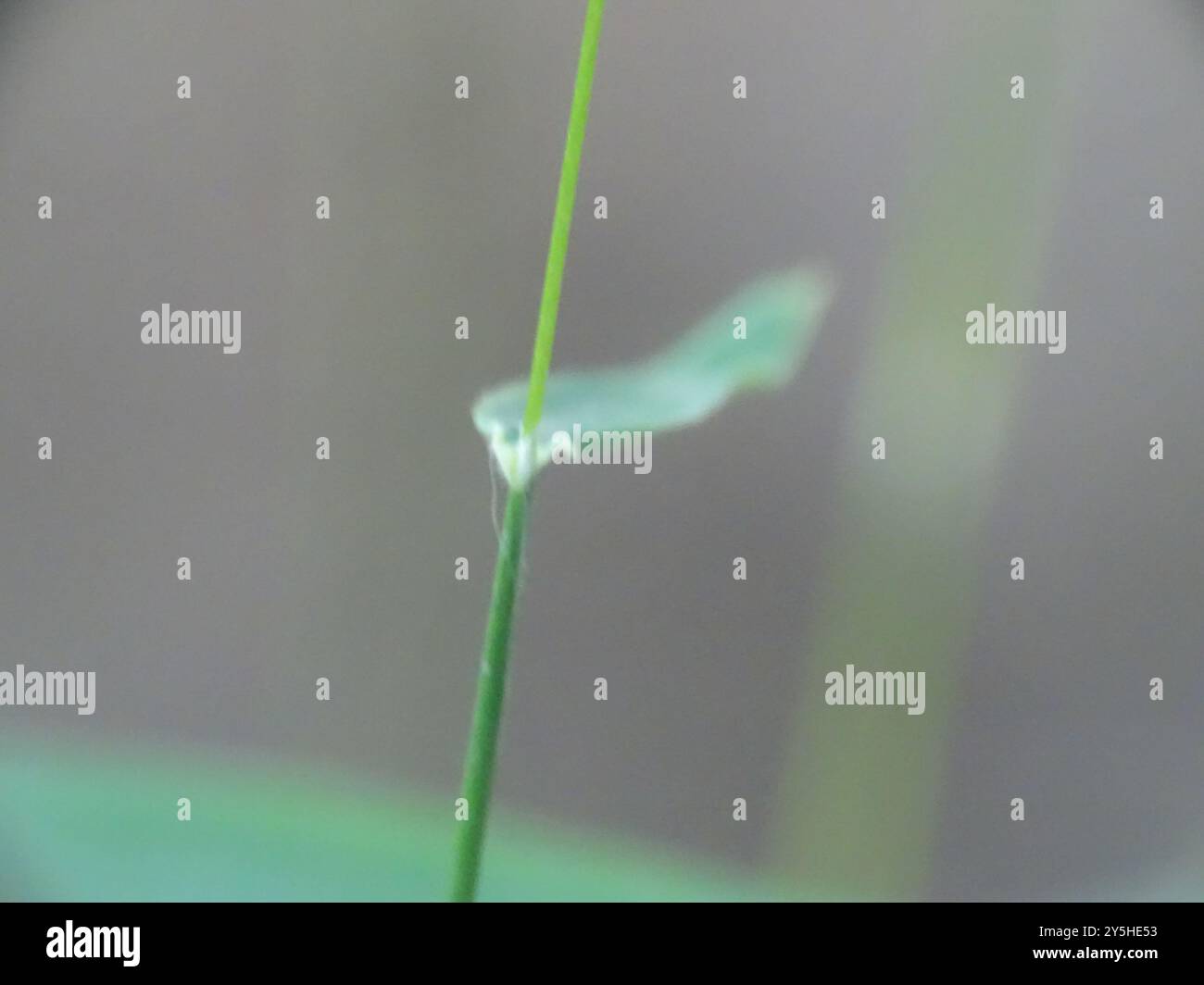 Long-awned Wood Grass (Brachyelytrum erectum) Plantae Stock Photo - Alamy