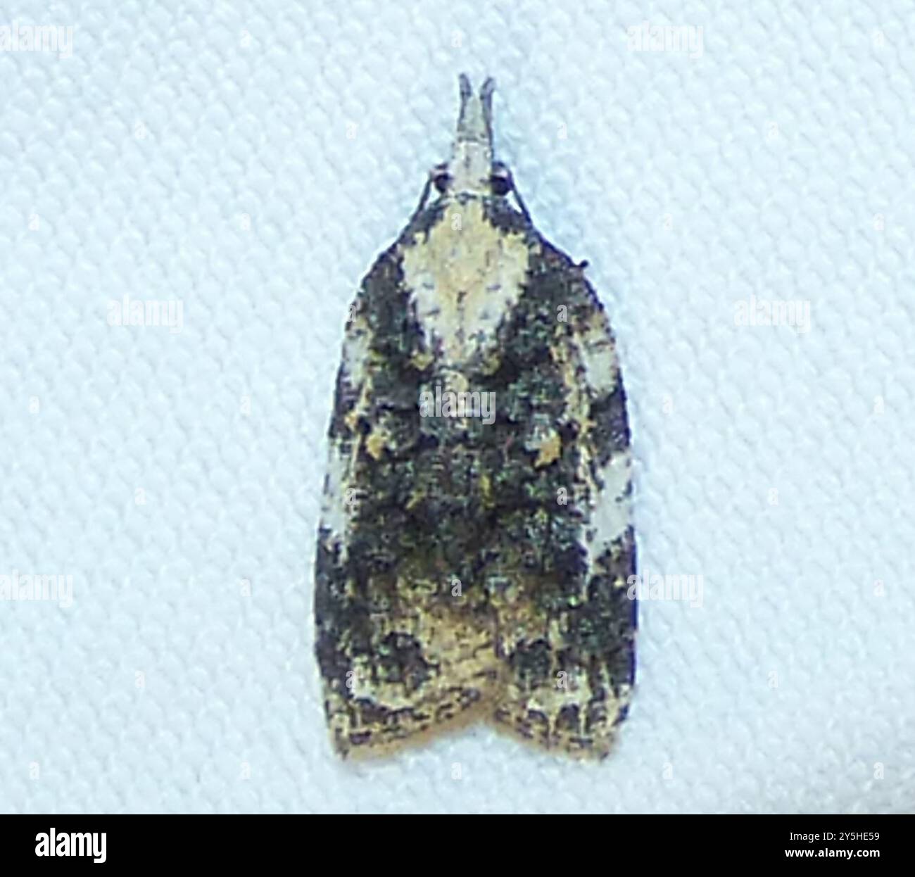 Exasperating Platynota Moth (Platynota exasperatana) Insecta Stock ...