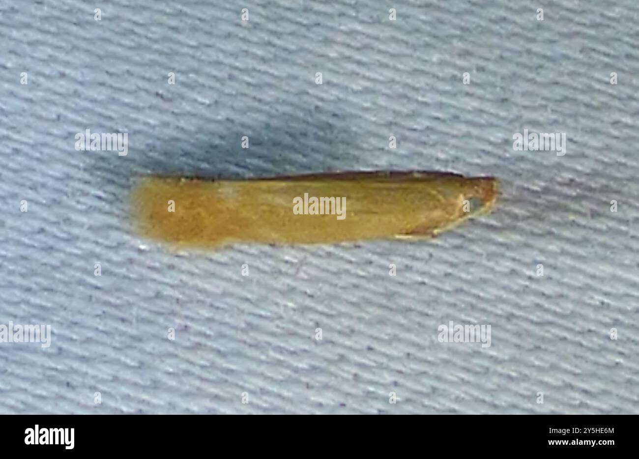 Trumpet Leafminer Moths (Tischeriidae) Insecta Stock Photo - Alamy