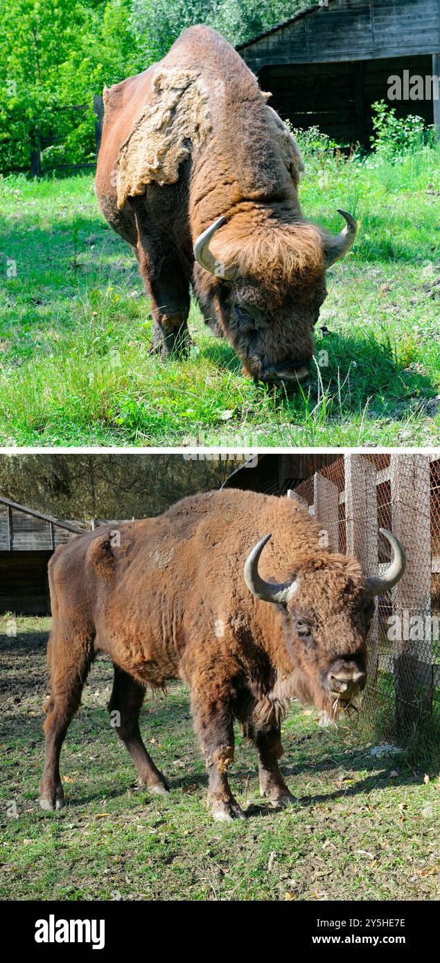 Adult female european bison hi-res stock photography and images - Alamy