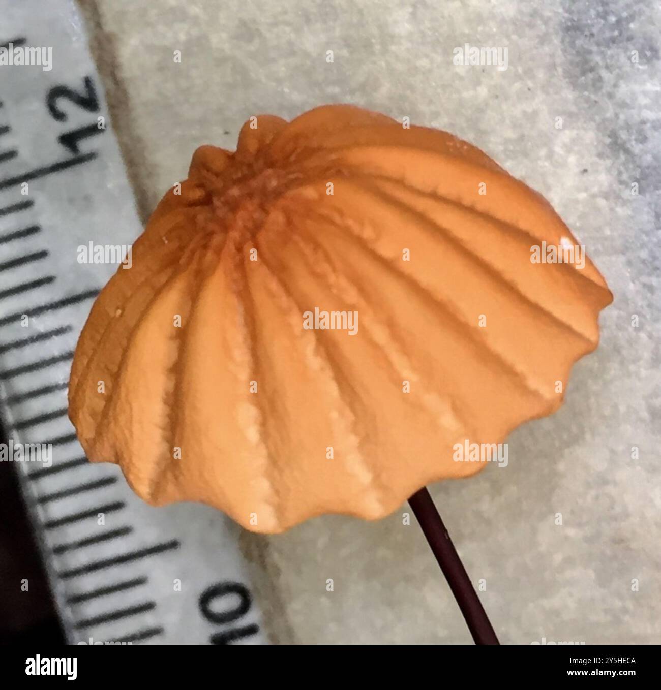 Orange Pinwheel (Marasmius siccus) Fungi Stock Photo - Alamy