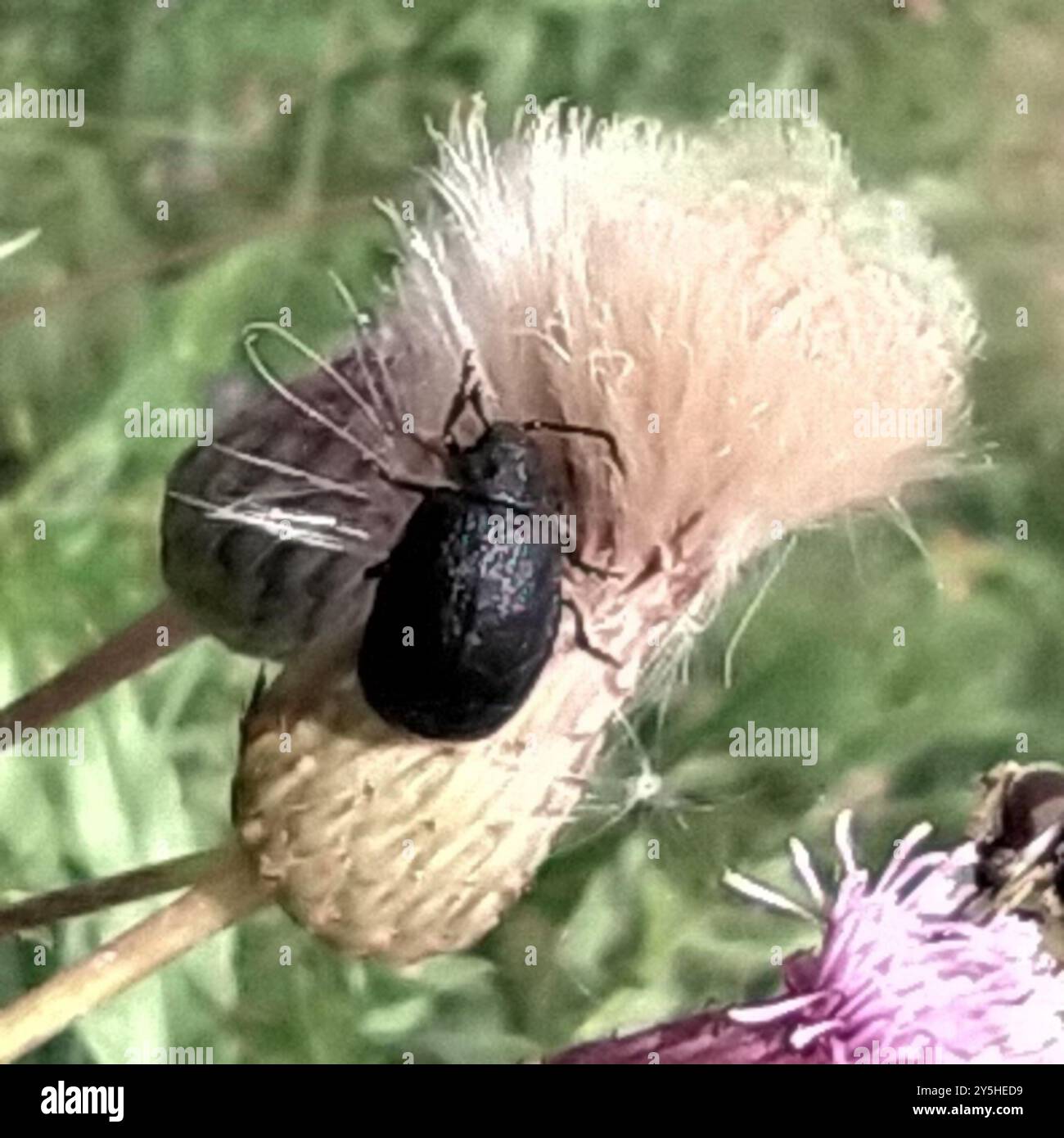 black-punctured leaf beetle (Galeruca tanaceti) Insecta Stock Photo - Alamy