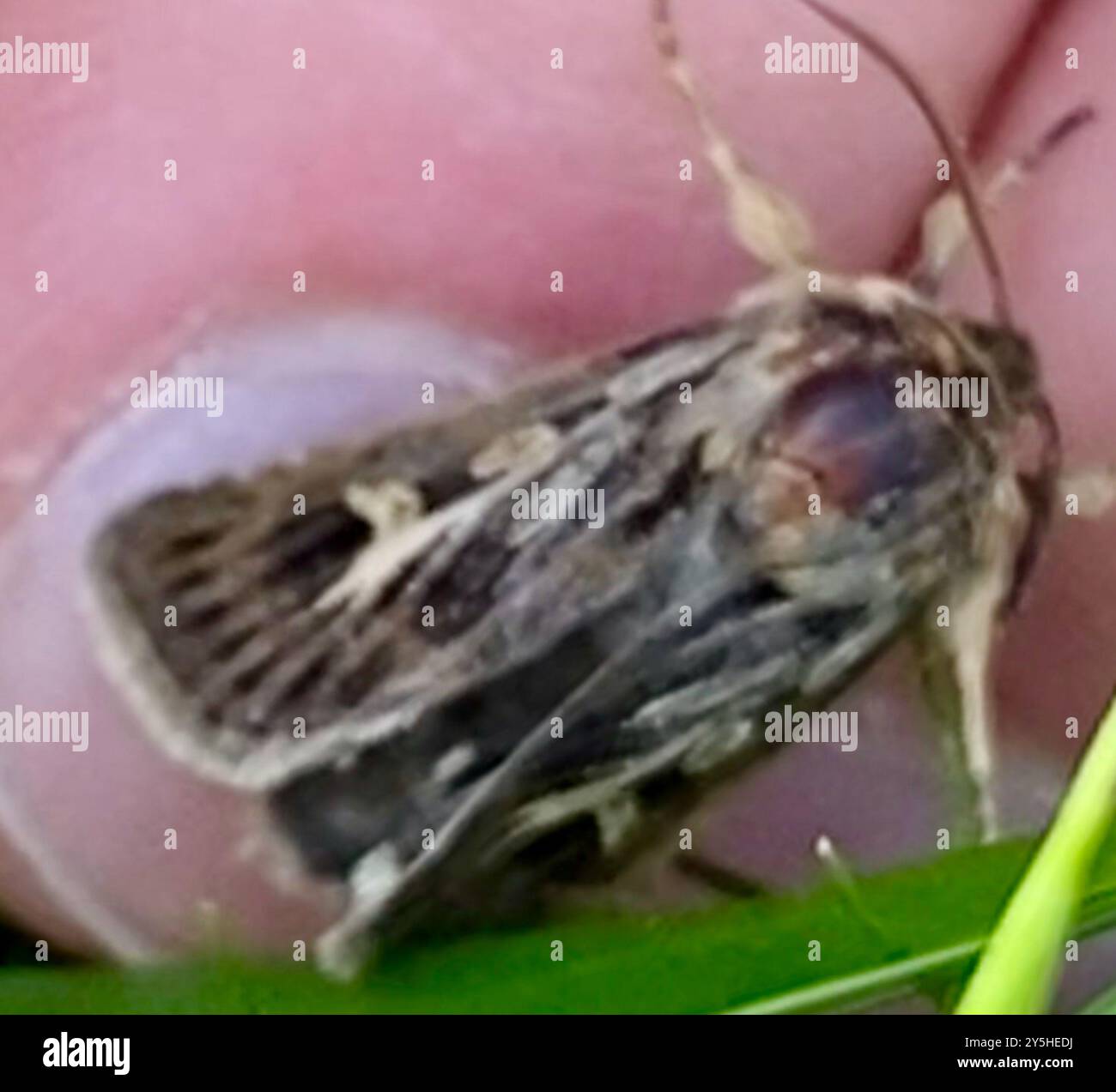 Antler Moth (Cerapteryx graminis) Insecta Stock Photo - Alamy