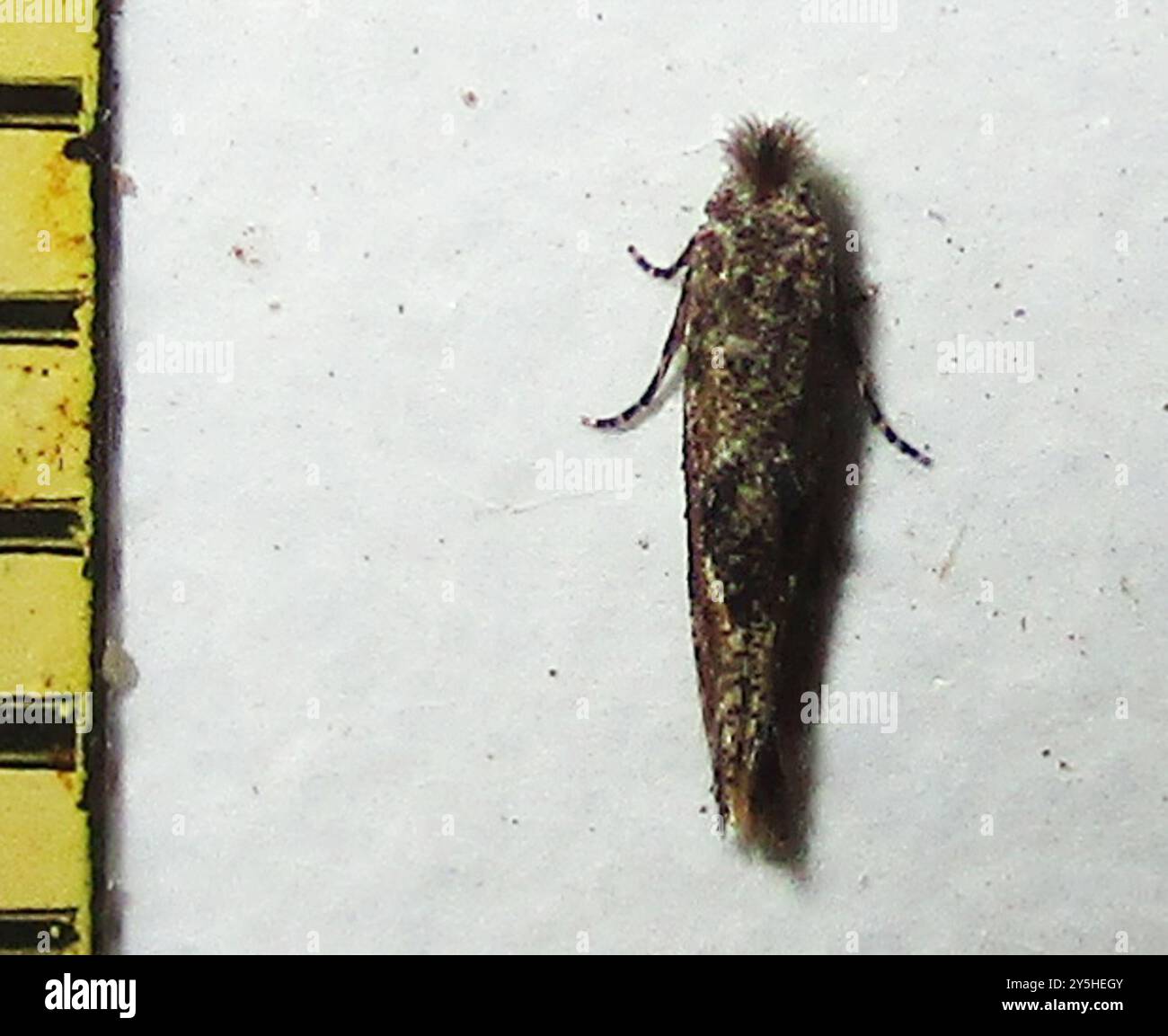 Fungus Moths, Clothes Moths, & Allies (Tineidae) Insecta Stock Photo ...