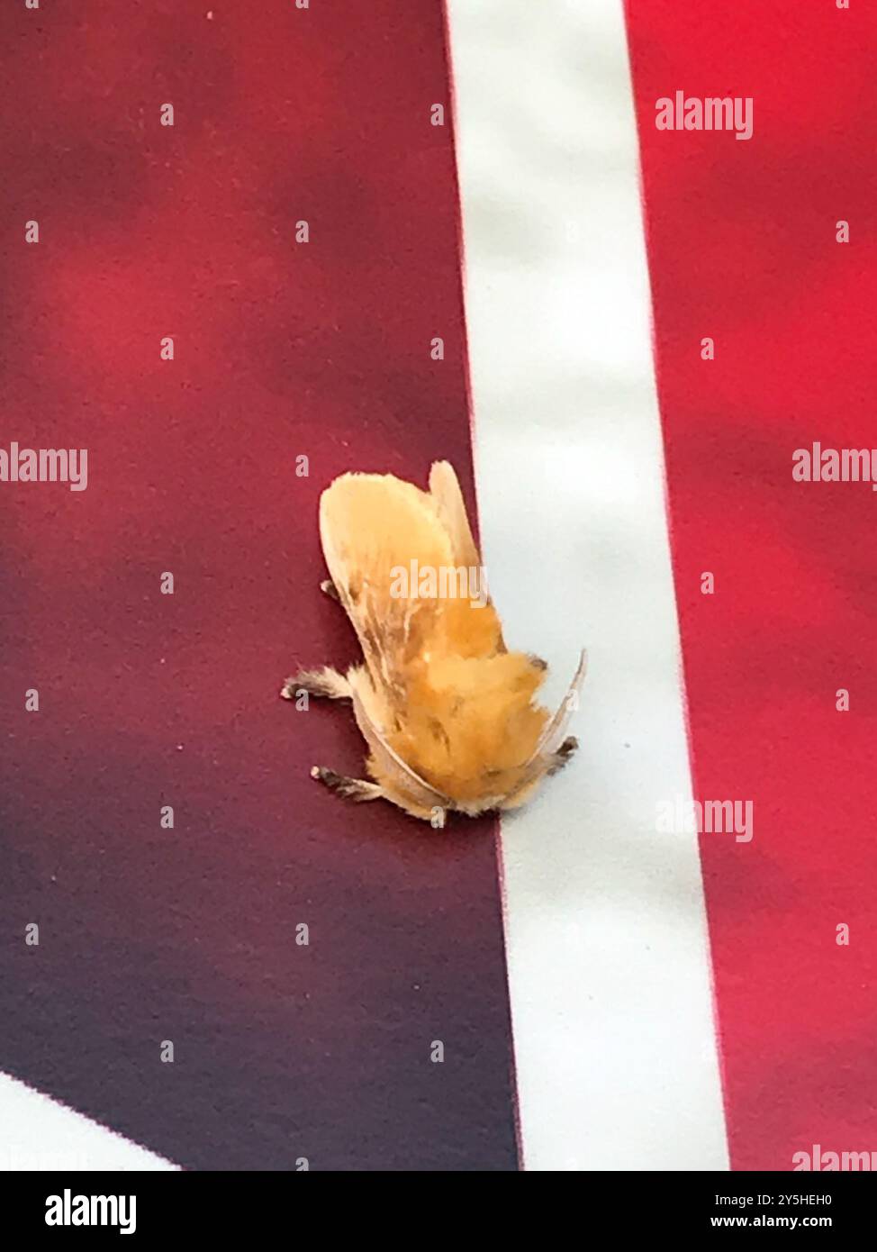 Southern Flannel Moth (Megalopyge opercularis) Insecta Stock Photo - Alamy