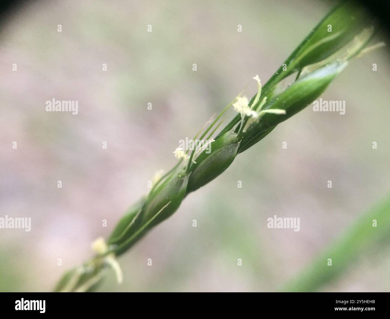 White-grained Mountain-ricegrass (Oryzopsis asperifolia) Plantae Stock ...