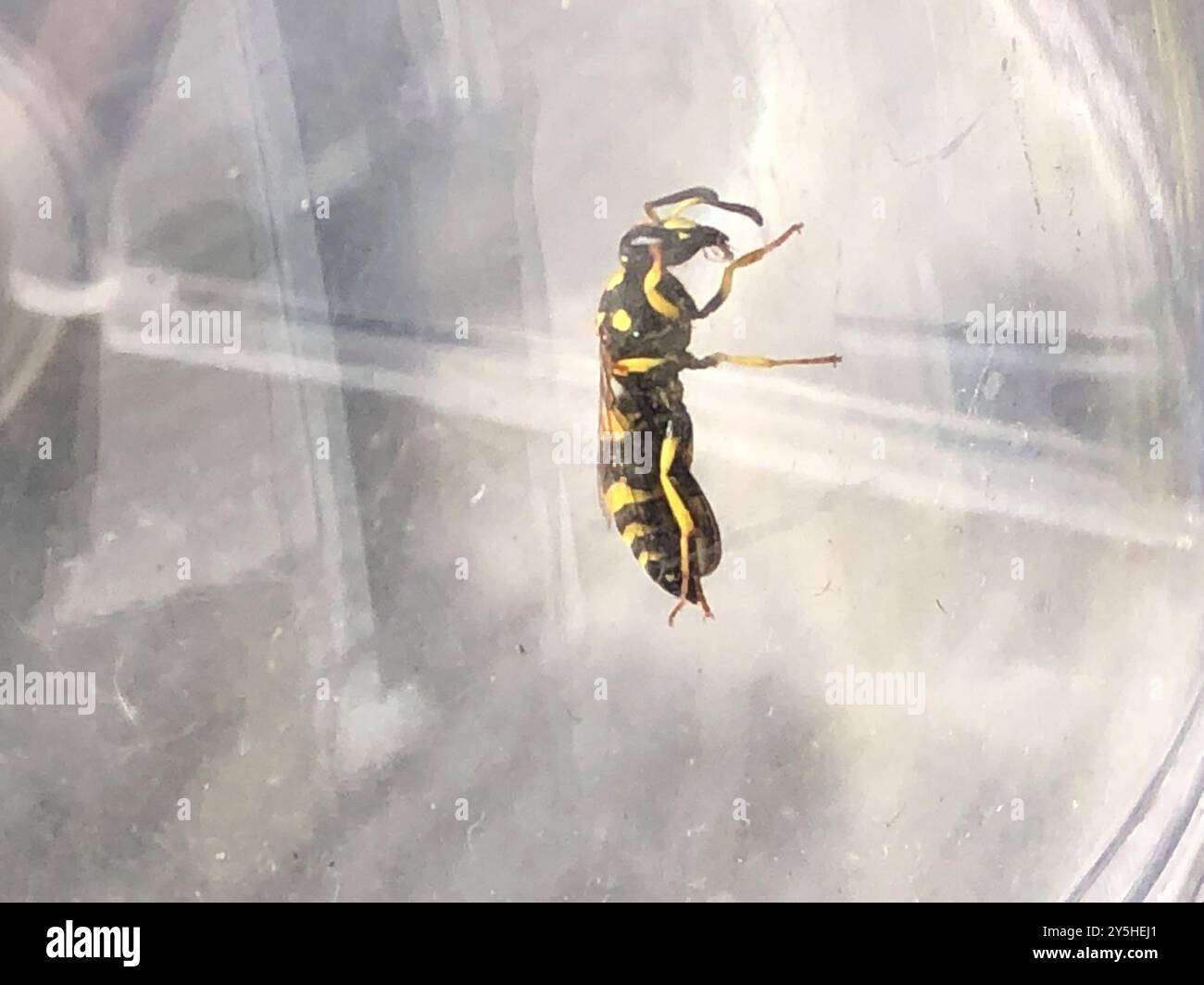 European tube wasp (Ancistrocerus gazella) Insecta Stock Photo - Alamy
