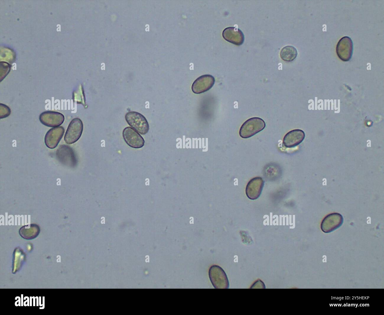 Fibercaps and Allies (Inocybaceae) Fungi Stock Photo - Alamy