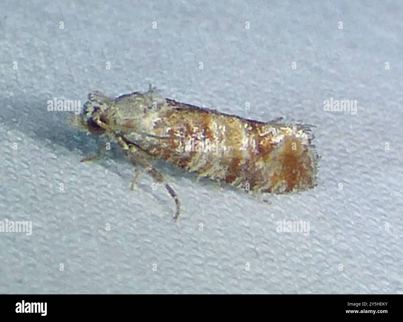 Rhyacionia hi-res stock photography and images - Alamy