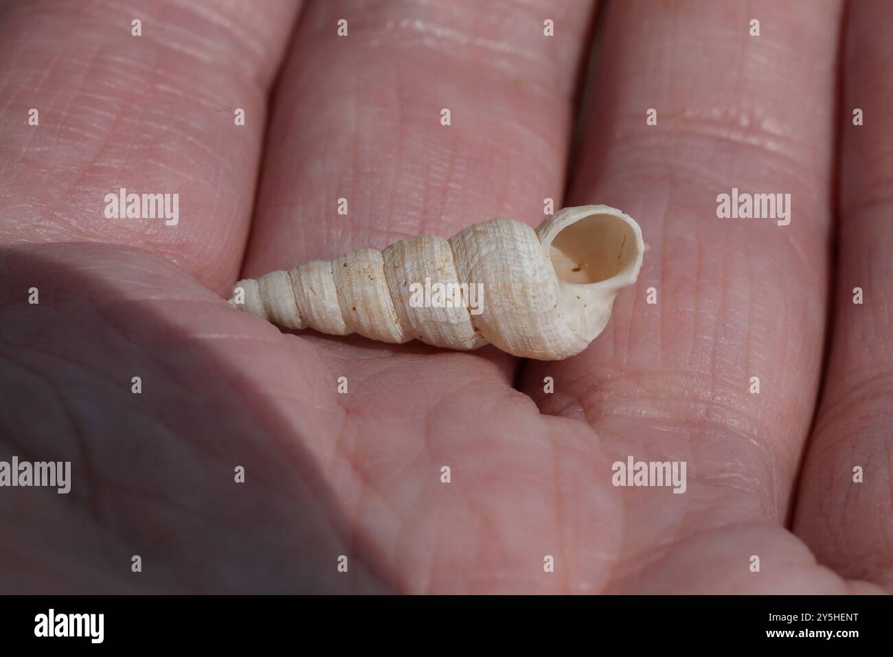 Common Tower Shell (Turritellinella tricarinata) Mollusca Stock Photo ...