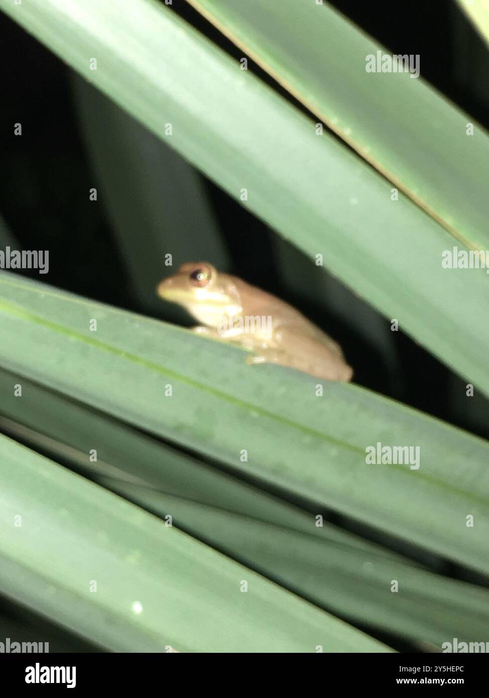 Cuban Tree Frog (Osteopilus septentrionalis) Amphibia Stock Photo - Alamy