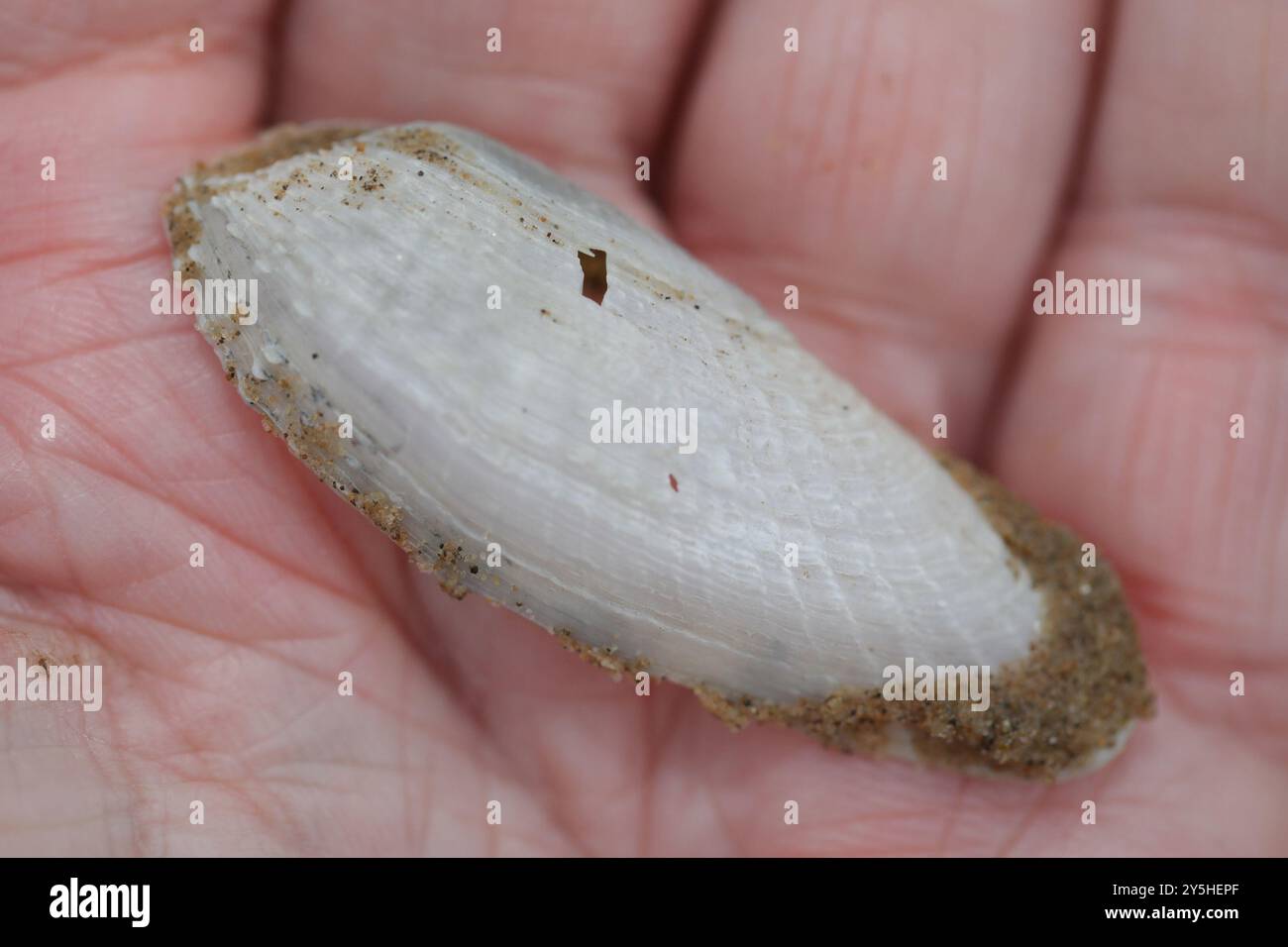 White Piddock (Barnea candida) Mollusca Stock Photo - Alamy