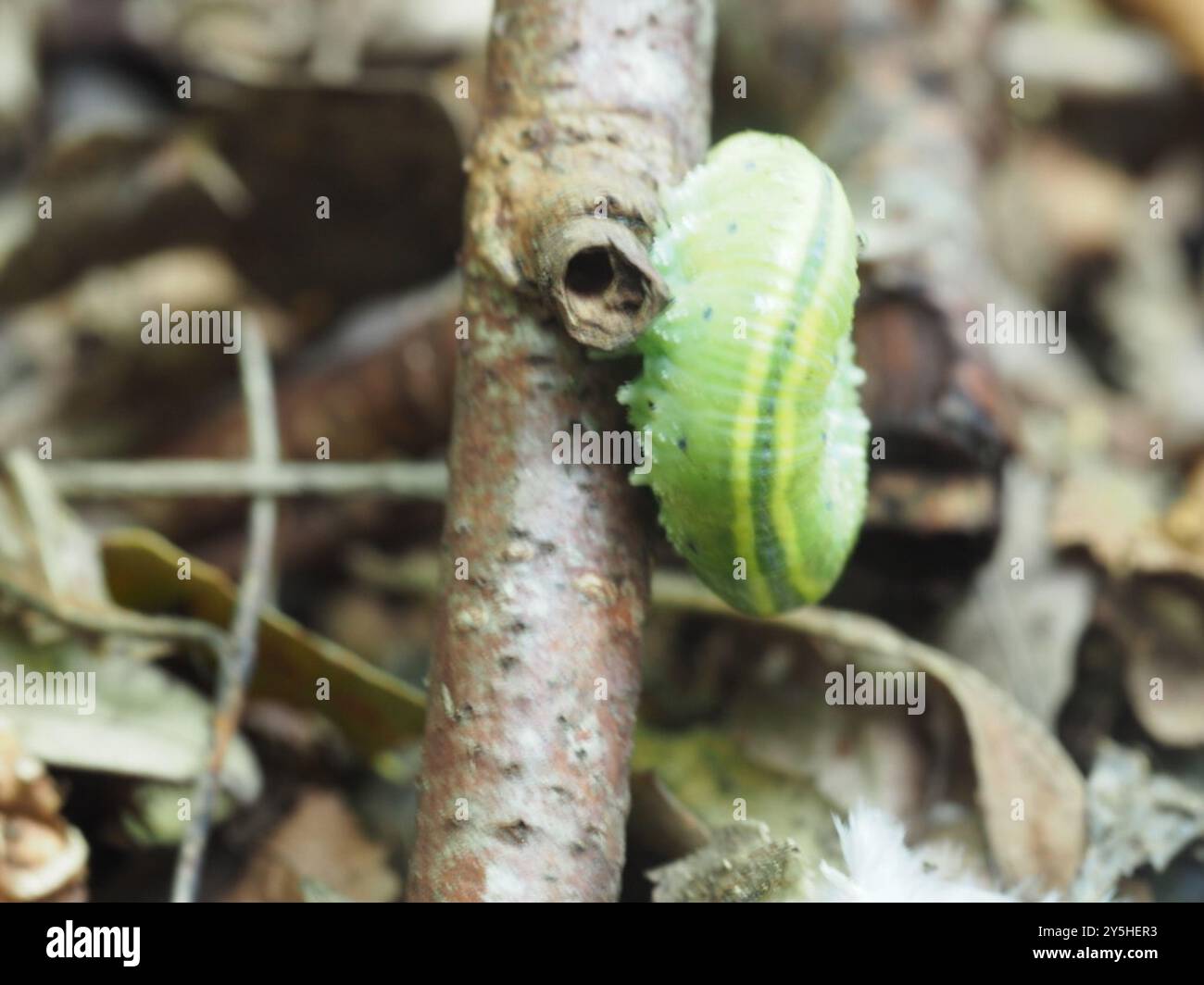 Large Alder Sawfly (Cimbex connatus) Insecta Stock Photo - Alamy