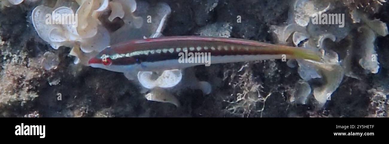 Mediterranean Rainbow Wrasse (Coris julis) Actinopterygii Stock Photo ...