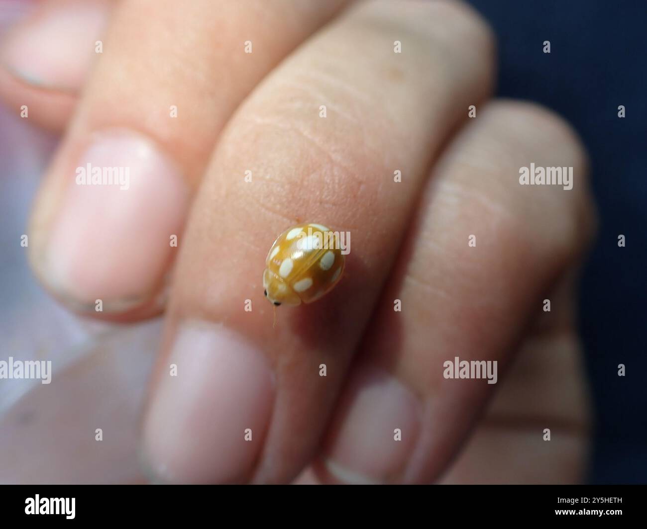 Little Arboreal Lady Beetle (Calvia decemguttata) Insecta Stock Photo ...