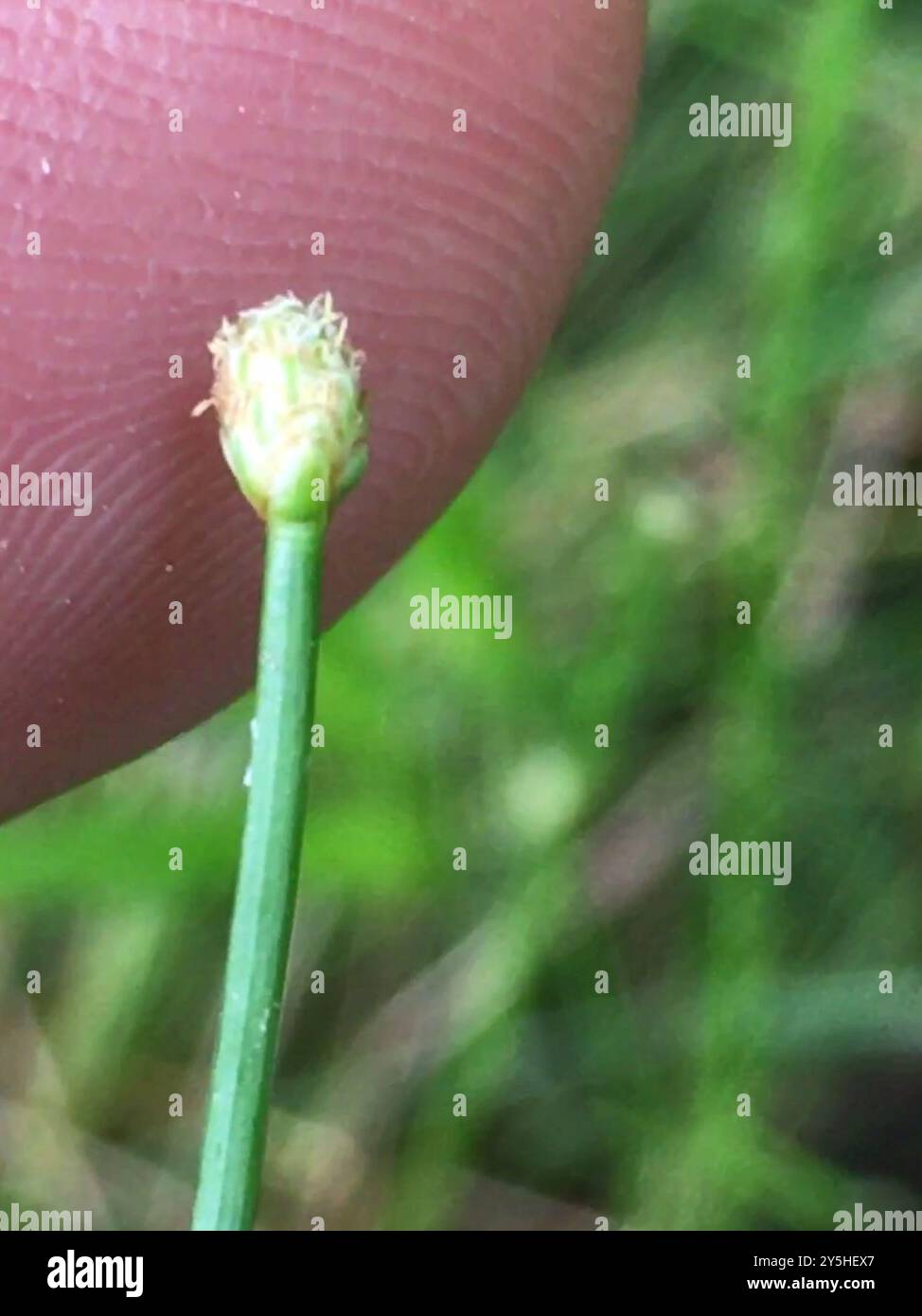 Blunt Spikerush (Eleocharis obtusa) Plantae Stock Photo - Alamy