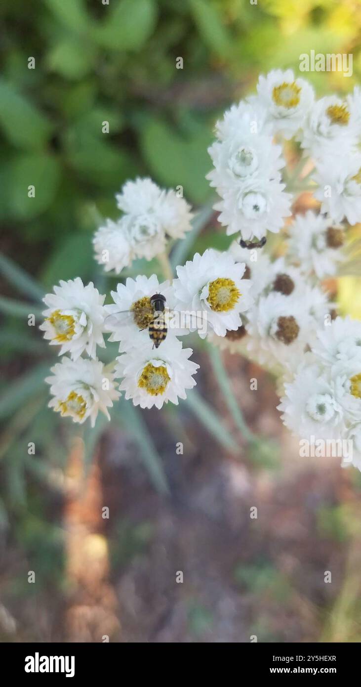 Eastern Calligrapher (Toxomerus geminatus) Insecta Stock Photo - Alamy