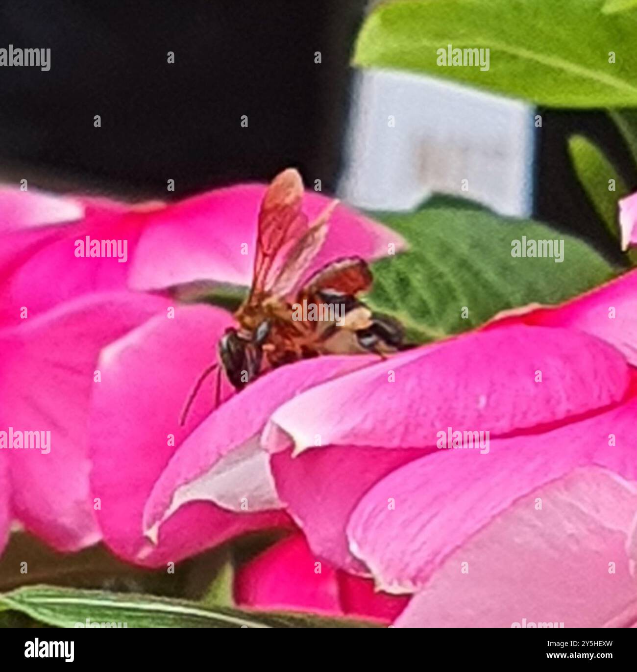 Long-chinned Stingless Bee (Geniotrigona thoracica) Insecta Stock Photo ...