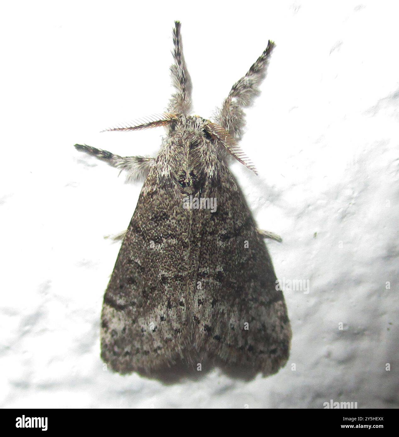 Tussock Moths (Lymantriinae) Insecta Stock Photo - Alamy
