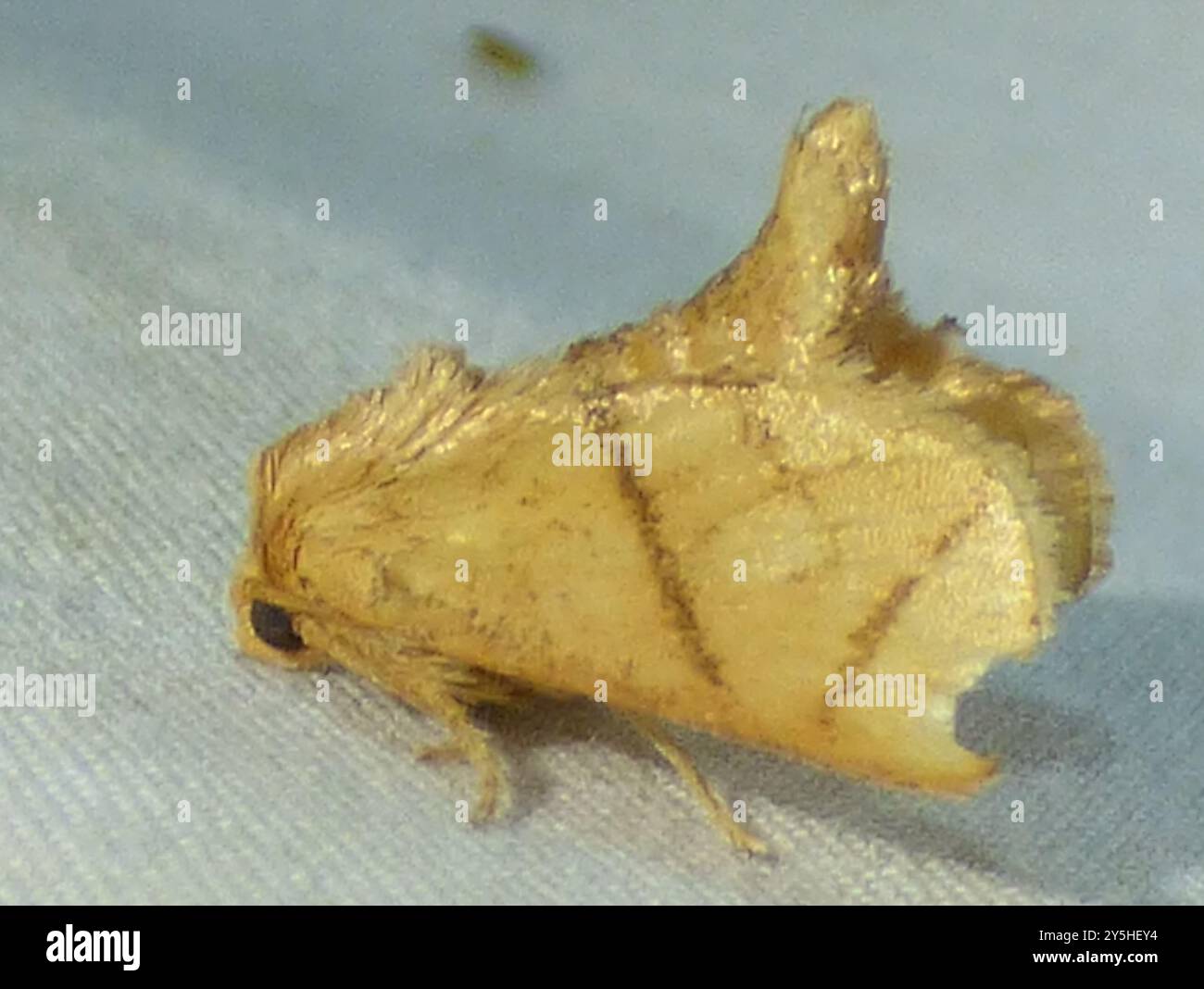 Yellow-collared Slug Moth (Apoda y-inversa) Insecta Stock Photo - Alamy