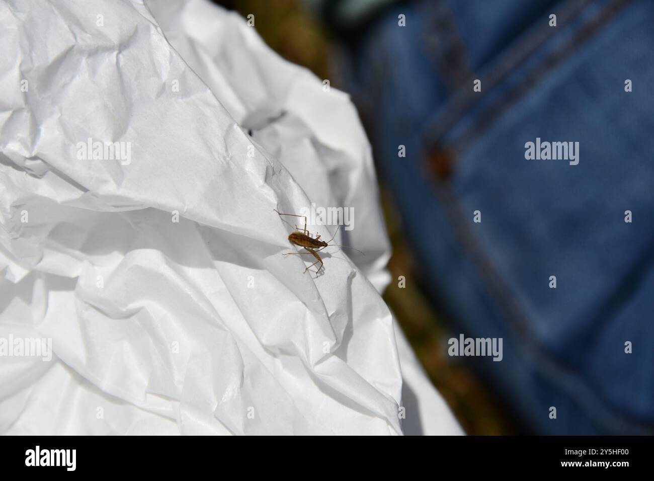 Marsh Damsel Bug (Nabis limbatus) Insecta Stock Photo - Alamy
