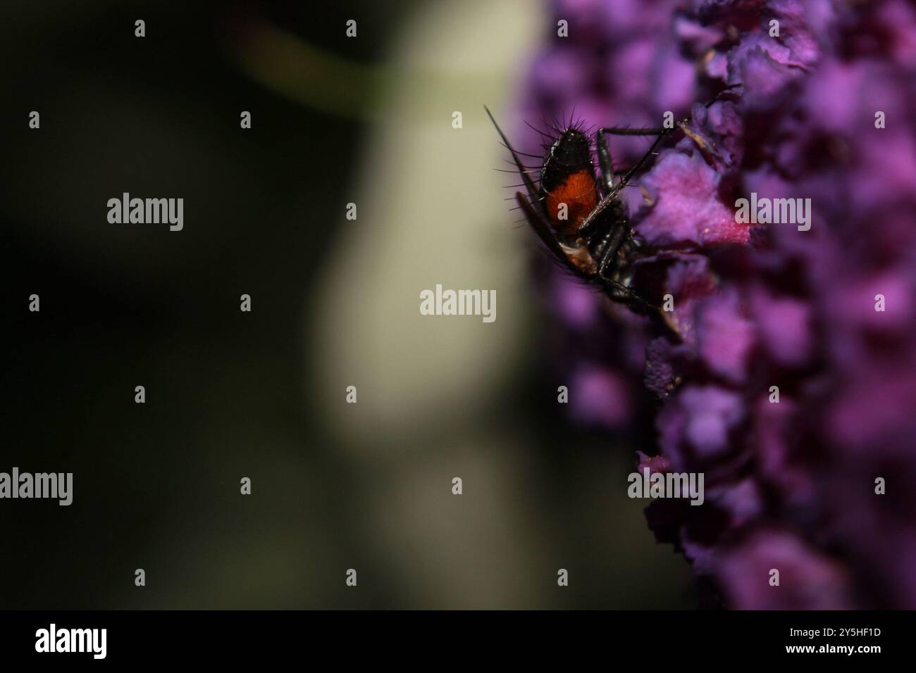 Red Spotted Parasite Fly (Eriothrix rufomaculata) Insecta Stock Photo ...